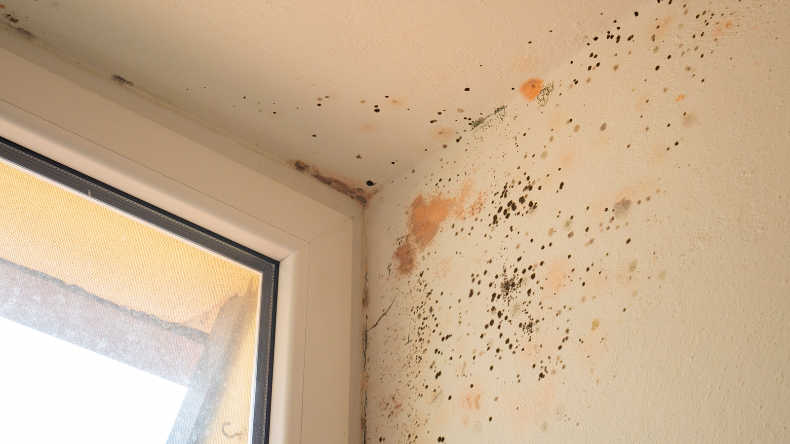 Roter Schimmel Wand