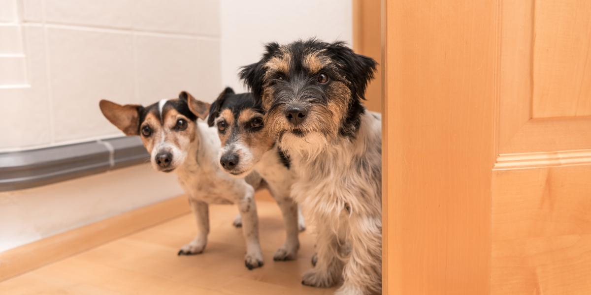 Hundehaltung in der Mietwohnung: Das müssen Vermieter wissen Hundehaltung in der Mietwohnung: Das müssen Vermieter wissen